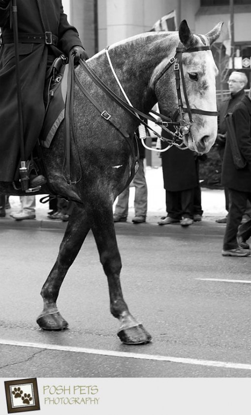 Toronto Funeral for Police Sergeant Ryan Russell - Pet Photography in ...