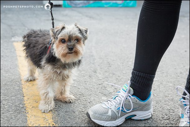 Your dog walker: 4 steps to choosing the right one in Toronto | Posh ...