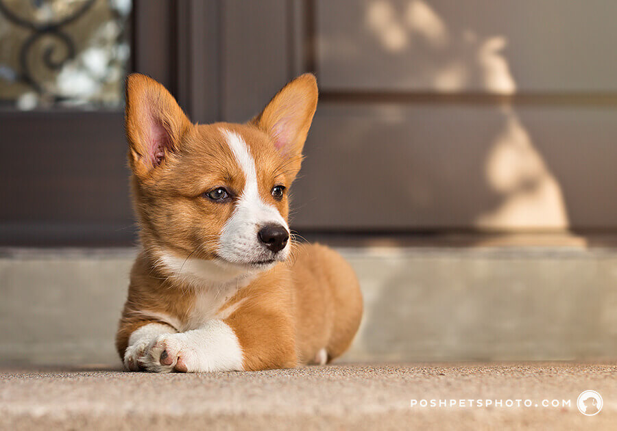 Dog Photographer, Toronto, Canada | Posh Pets® Photography