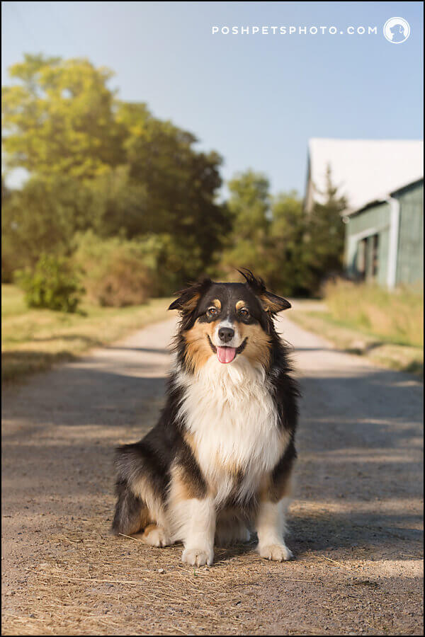 Dog Photographer, Toronto, Canada | Posh Pets® Photography