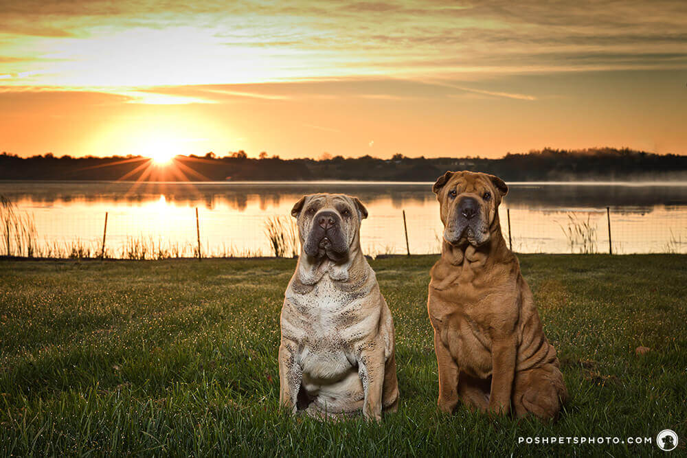 Dog Photographer, Toronto, Canada | Posh Pets® Photography