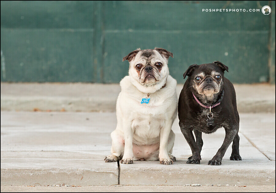 Dog Photographer, Toronto, Canada | Posh Pets® Photography