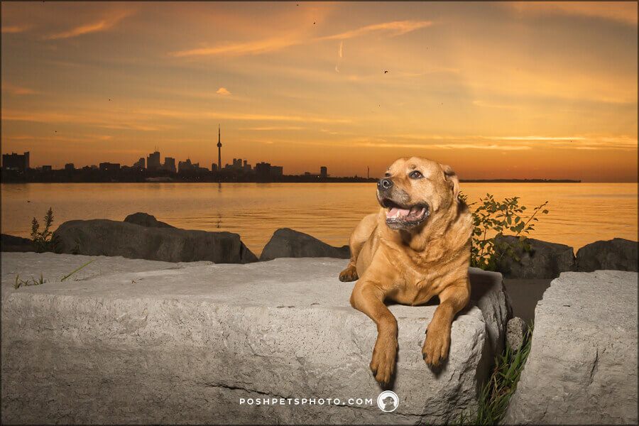 Dog Photographer, Toronto, Canada | Posh Pets® Photography