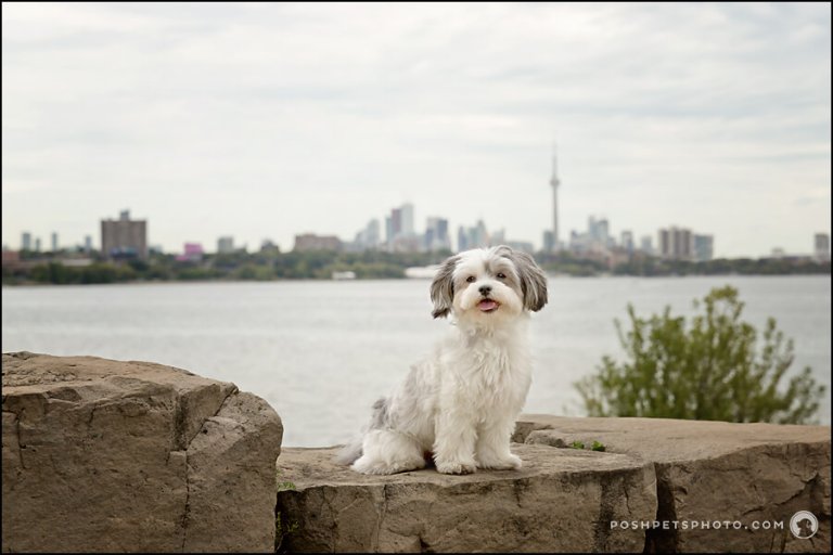 Toronto Dog Photography | Tail of 20 Cities with Posh Pets Photography