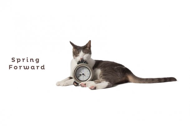 Daylight Saving Time Guide for Toronto Dogs and Cats