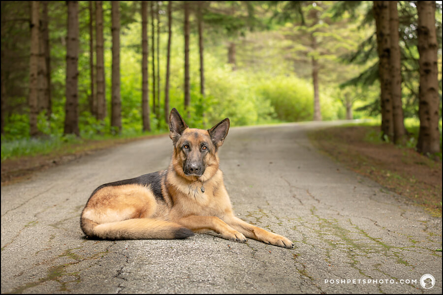 Dog Photographer, Toronto, Canada | Posh Pets® Photography