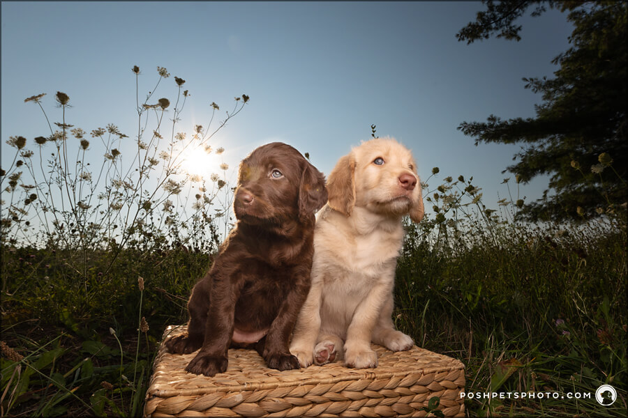 Dog Photographer, Toronto, Canada | Posh Pets® Photography