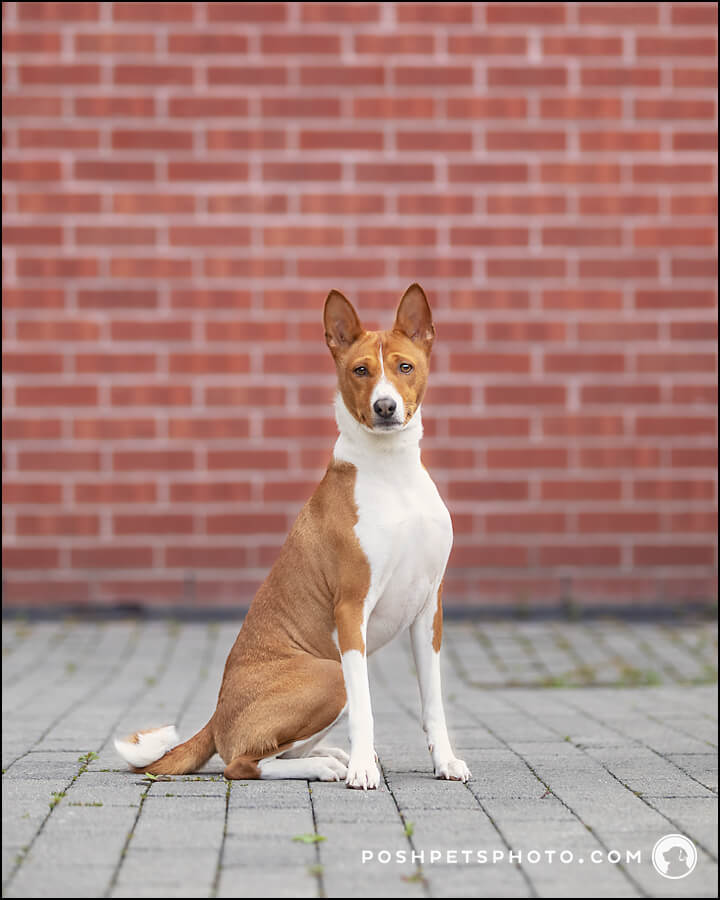 Dog Photographer, Toronto, Canada | Posh Pets® Photography