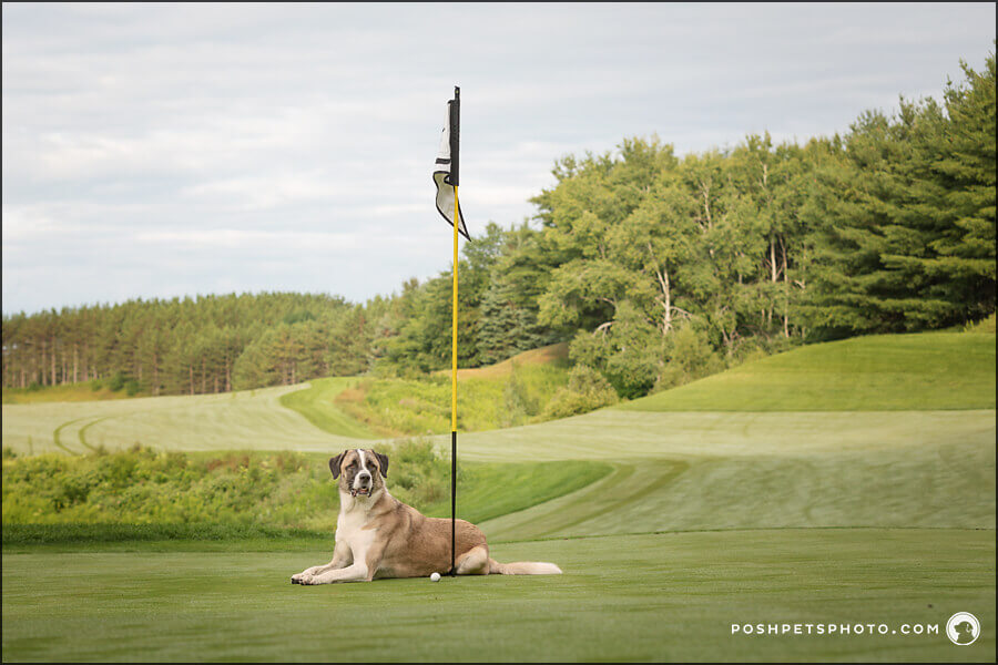 Dog Photographer, Toronto, Canada | Posh Pets® Photography