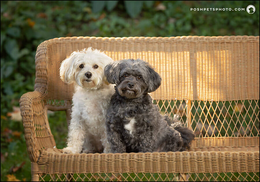 Dog Photographer, Toronto, Canada | Posh Pets® Photography