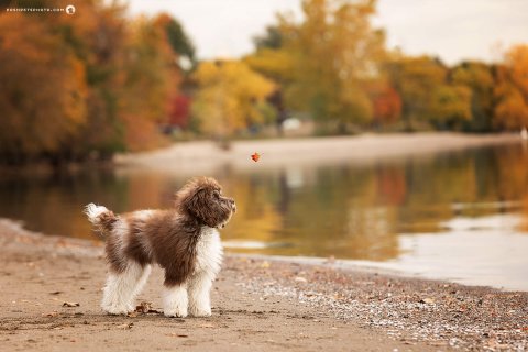 Khaleesi | Toronto Puppy Photography Series
