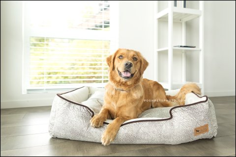 5 Things to Know About Dog and Cat Models | The Life of a Pet Model