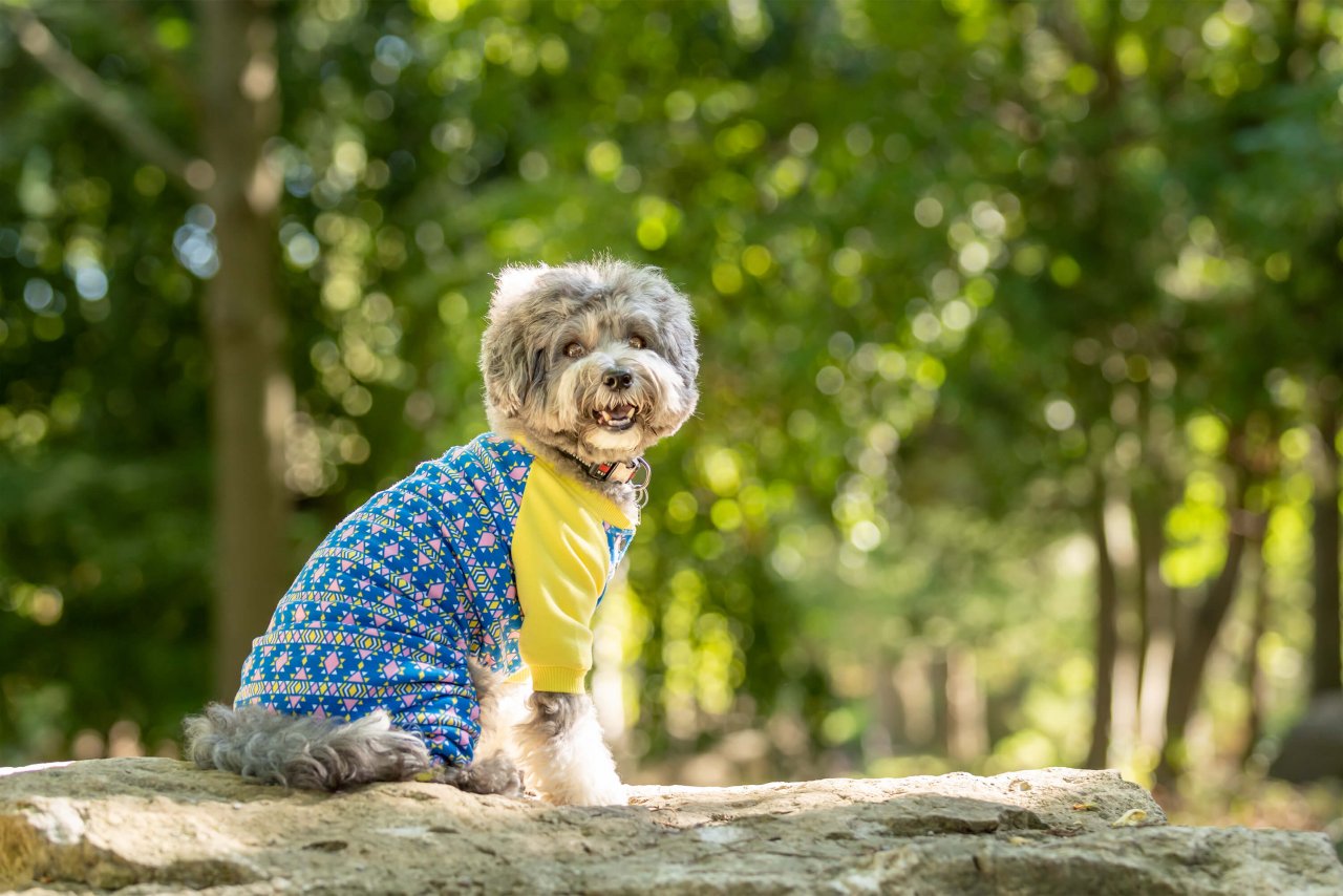 5 Things to Know About Dog and Cat Models | The Life of a Pet Model