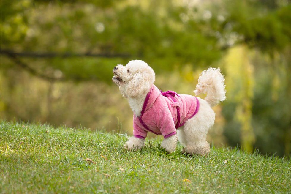 5 Things to Know About Dog and Cat Models | The Life of a Pet Model