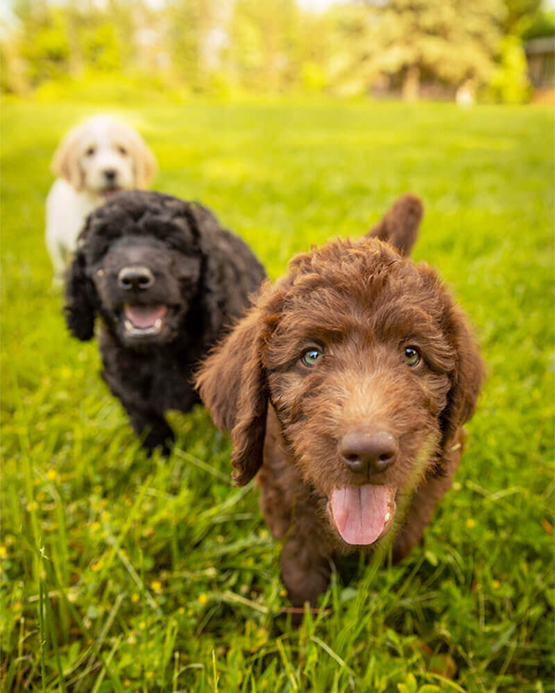 Dog Photographer, Toronto, Canada | Posh Pets® Photography