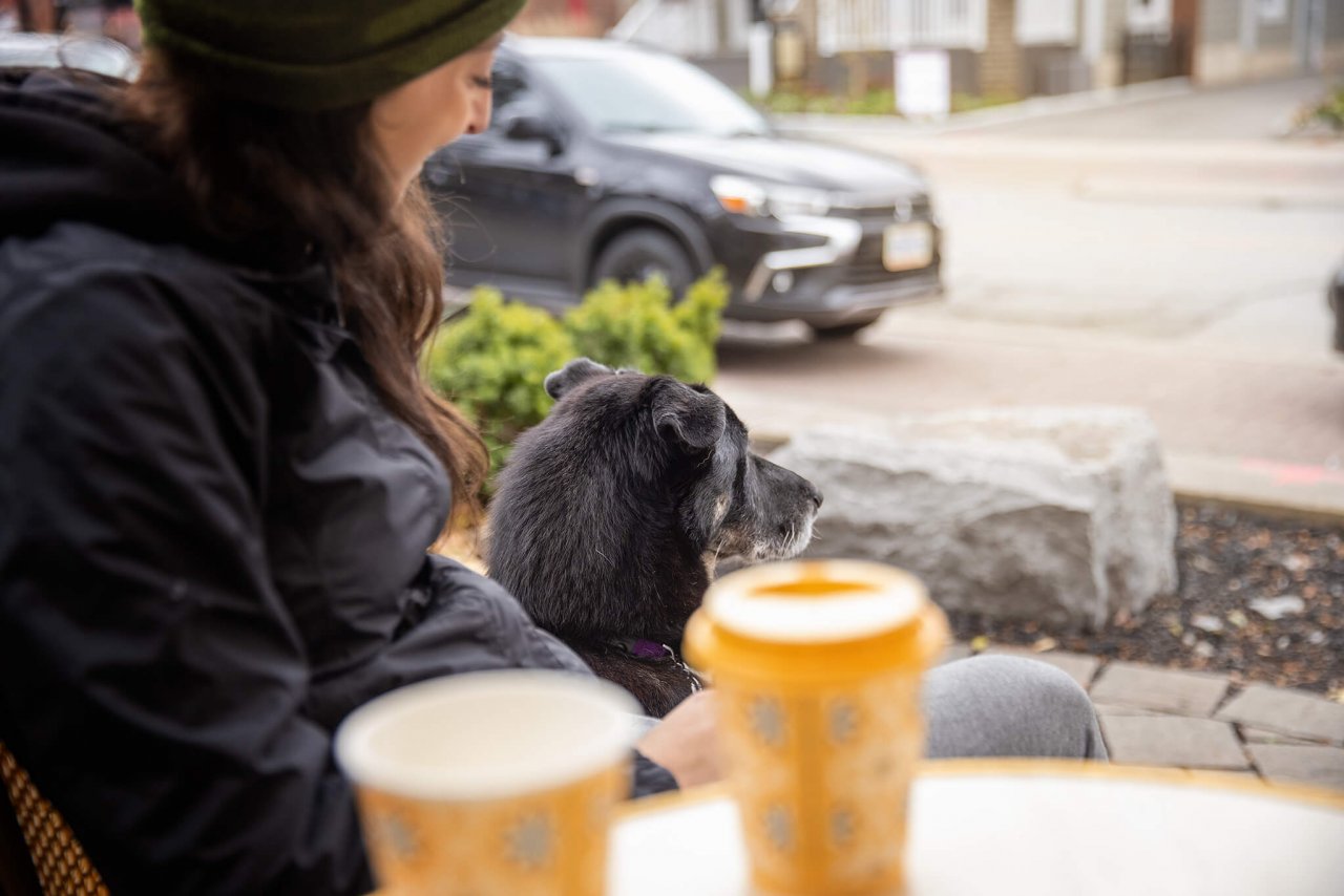 Local Dog-Lover's Guide to Toronto and the GTA - Pet Photography in ...