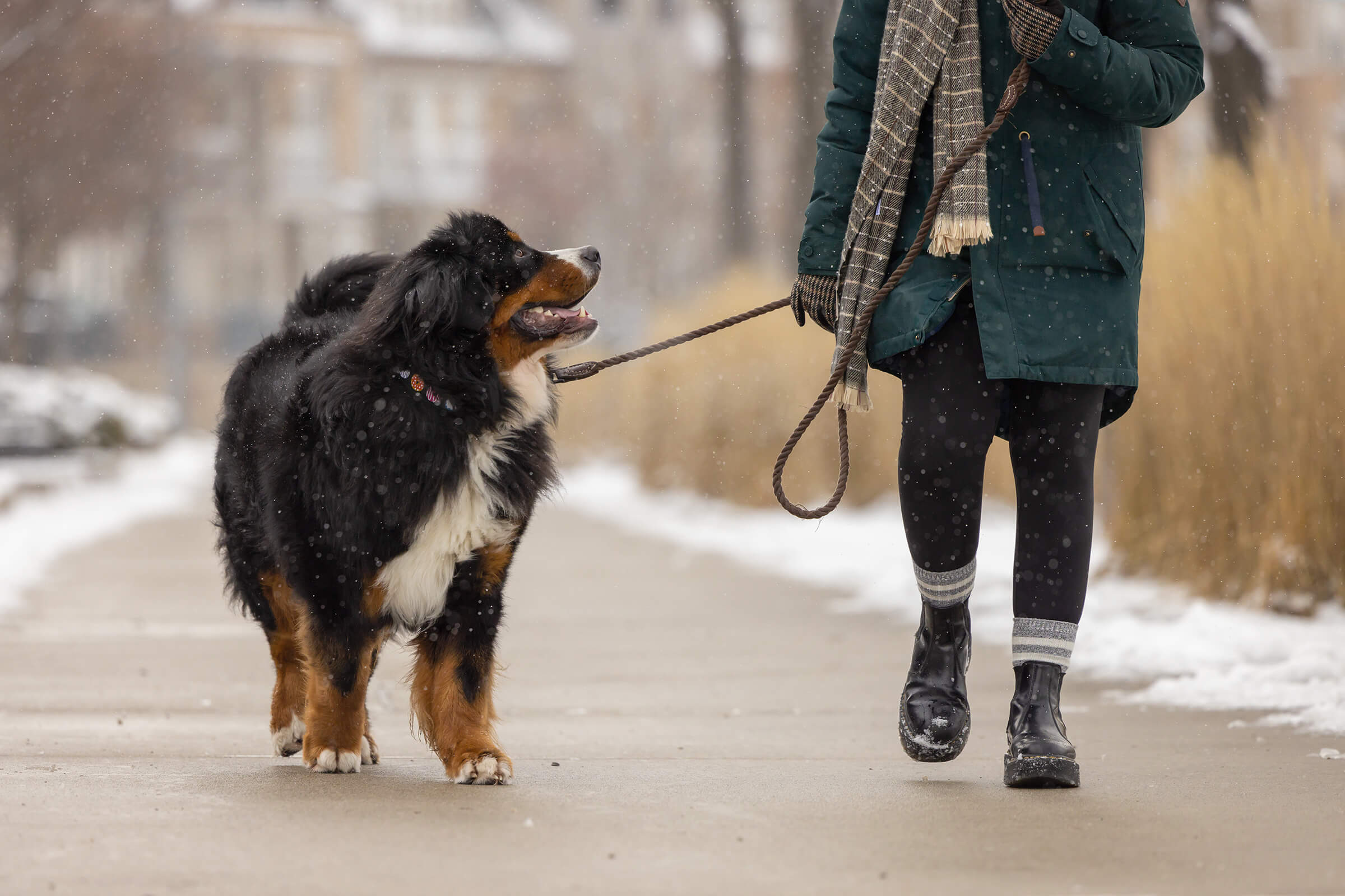 Family Photography with Pets | Posh Pets® Photography in Toronto