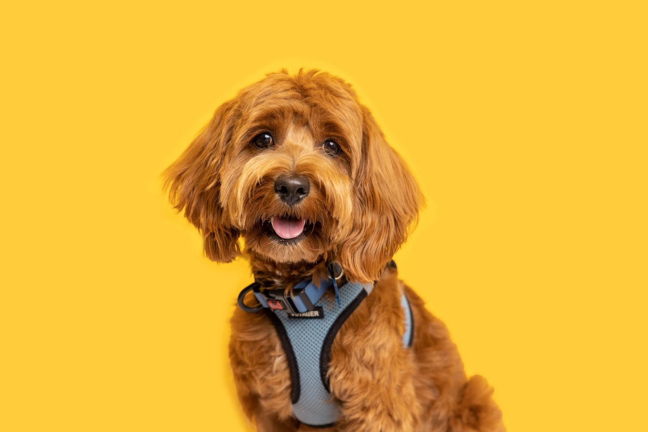 Toronto's Best Dog & Cat Photo Booth by Posh Pets Photography